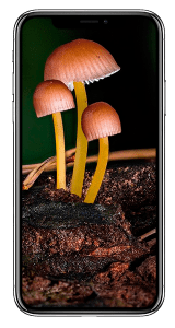 Psilocybin Microdose Capsules | Mushroom Microdosing Capsules